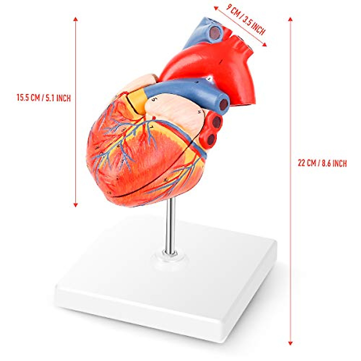 MIIRR Human Heart Model, 2-Part Life Size Heart Model Educational Tool, 3D Heart Model Anatomy, Accurate Numbered Heart Medical Anatomy Model with Magnets on Base