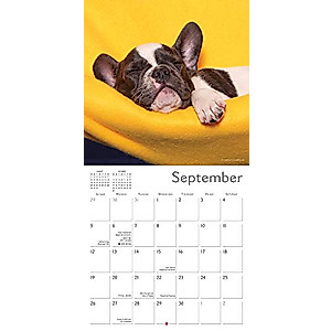 2021 Pooped Puppies 16-Month Wall Calendar