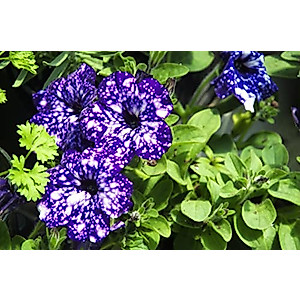 GardenGeng 300+ Rare Night Sky Petunia Seeds for Hanging Baskets - Dwarf Wave Petunia Flower Seeds for Planting Home Garden Non-GMO Heirloom Variety
