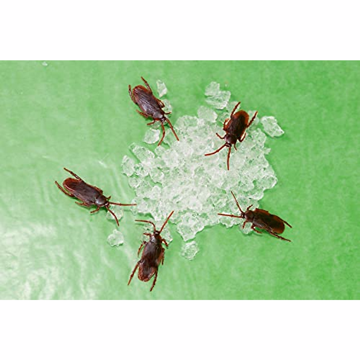 G&T Country Living Dubia Roach Colony Starter Kit with a Pound of Feeder Insect Chow for Earthworms, Hissing Cockroaches, Breeding Insects, Gut Loading, for Reptiles