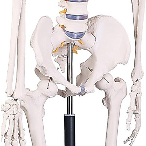 RONTEN Human Skeleton Model for Medical Study, 70.8" Life Size Medical Anatomical Skeleton, Including Adjustable Rolling Stand + Cover + Poster