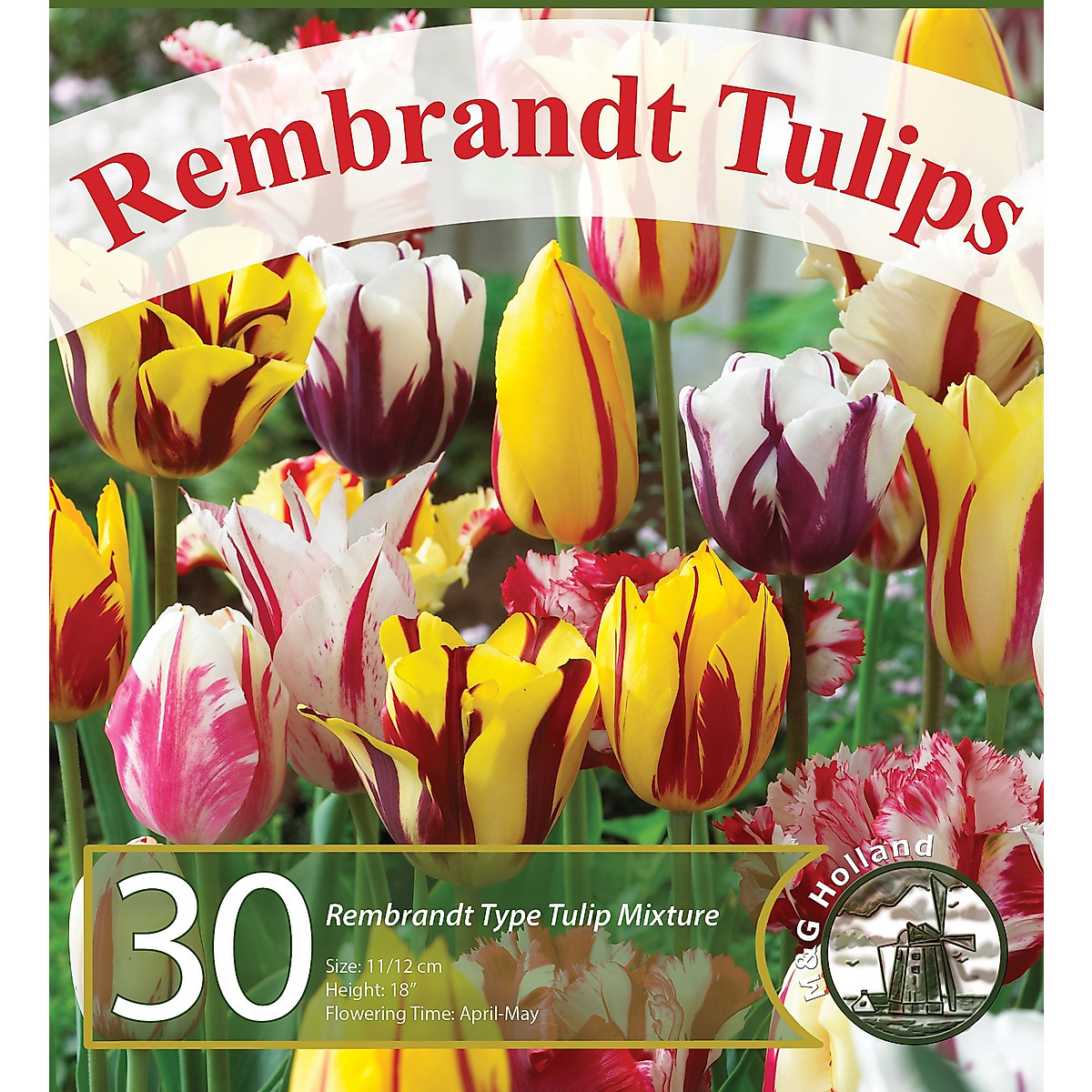 Rembrandt Tulip Mixture- 30 Perennial Tulip Bulbs
