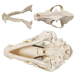 Benilev Dog Skull Anatomy Model, 3 Part Life Size Replica Realistic Animal Head Bone Medical Dog Skull Anatomical Model for Anatomy and Physiology Education Learning Teaching or Display Prop