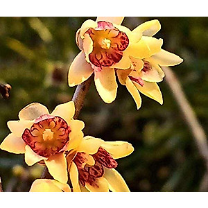 20+ Chimonanthus Praecox Odorant Shrub Seeds Bush Winter Flowers Garden Plants