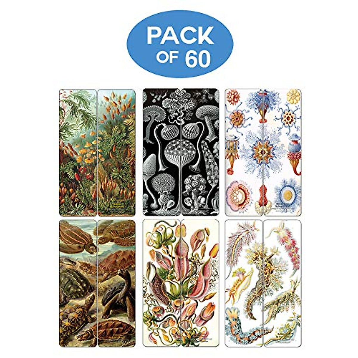 Creanoso Ernst Haeckel Bookmarks Series 2 (60-Pack) - Premium Quality Gift Ideas for Children, Teens, & Adults for All Occasions - Stocking Stuffers Party Favor & Giveaways