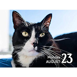 Cats 2021 Mini Day-to-Day Calendar