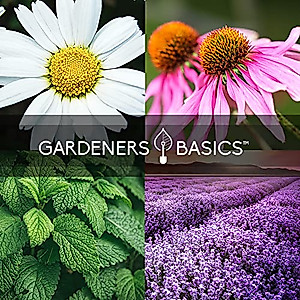 Herbal Tea Seeds for Planting Indoors and Outdoors 5 Variety Packets Echinacea, Peppermint, Lavender, Chamomile and Lemon Balm - Great for Kitchen Herb Garden Heirloom Herb Seeds - Gardeners Basics