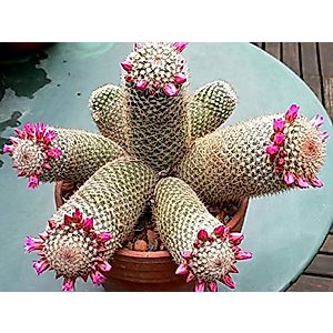 30 Thumb Cactus Seeds - Mammillaria matudae Cacti Seeds - Ships from Iowa, USA - Grow Exotic Succulent Cacti Bonsai