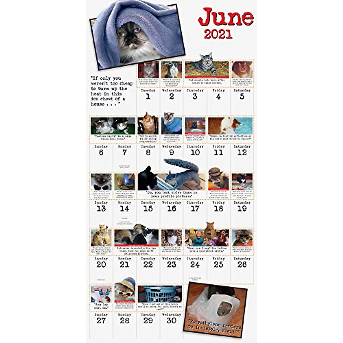 Bad Cat Wall Calendar 2021