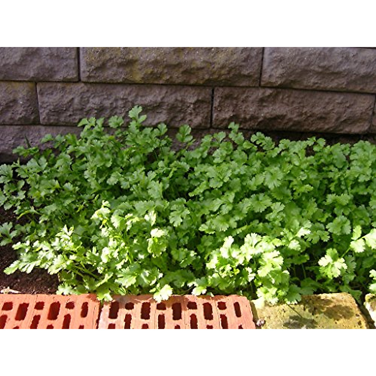 200 Premium Organic Cilantro - Chinese Parsley - Coriander - Ngo Ri Seeds by Happy Seeds & Garden
