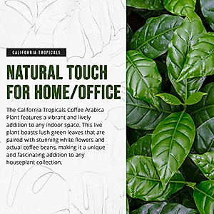 California Tropicals Arabica Coffee Plant - 4'' Live Plant, Coffee Tree, Cutie Beans, Indoor Plant Care, Gift for Coffee Lovers, House Plants Indoors for Beginners, Flowering Trees & Shrubs