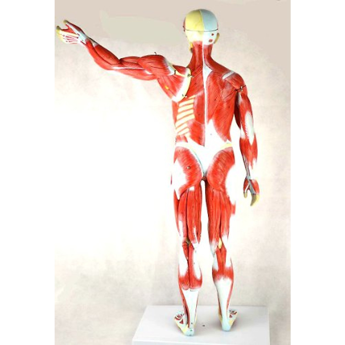Wellden Product Anatomical Human Muscular Figure Model, 27-part, 1/2 Life Size, Numbered