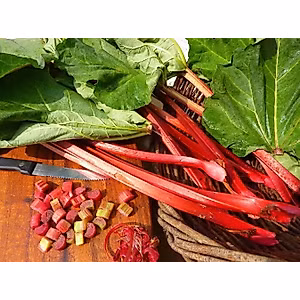 200-Rhubarb Seeds for Planting in Vegetable Garden-Perennial