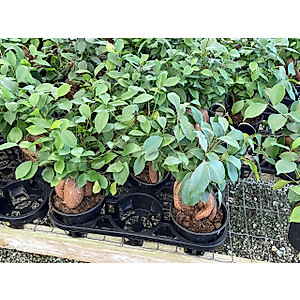 BubbleBlooms Ficus microcarpa Chinese Banyan Bonsai Tree in a 6 inch Pot