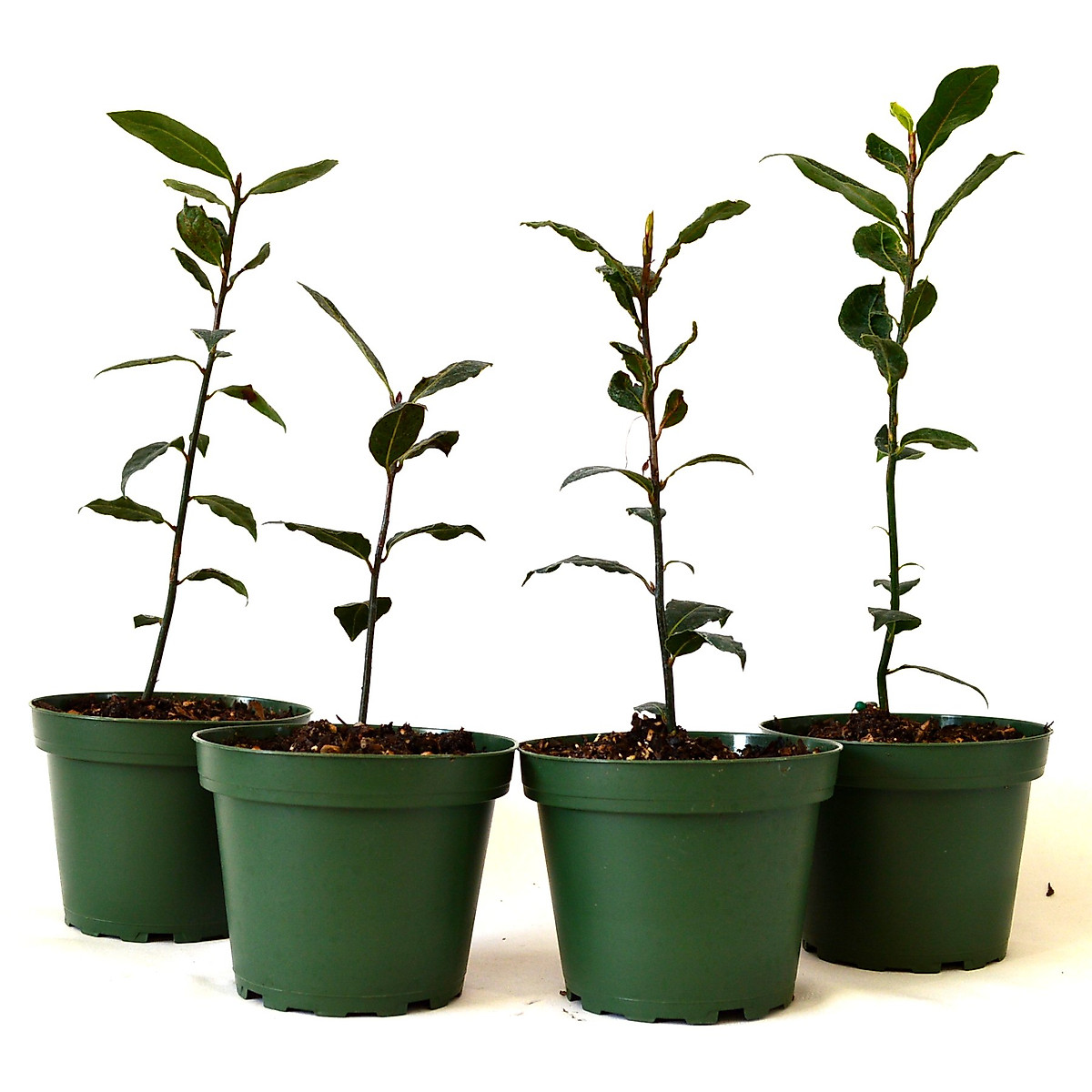 9Greenbox Bay Laurel Herb Pot Set, 4 Inch x 4 Inch, (Pack of 4)