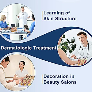 Healthible Skin Anatomy Model - 35X Enlarged Anatomical Skin Layer Structure Model Skin Anatomical Model with Hair for Science Classroom