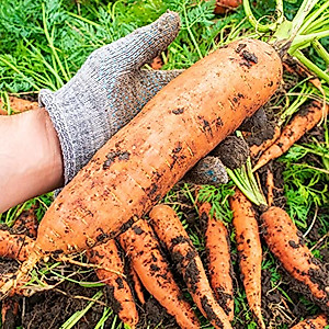 Big A Carrot Fertilizer and Root Vegetable Fertilizers – 13.5oz Premium Fertilizer for Vegetable Garden – Organic Plant Food for Indoor and Outdoor Plants – Nutritious Organic Fertilizer for Fruits, Vegetables