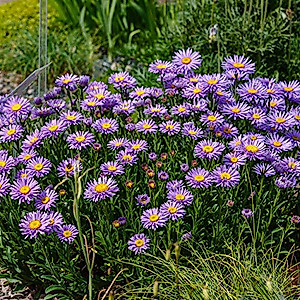 Outsidepride Aster Blue Garden Flower Plant Seed - 2000 Seeds