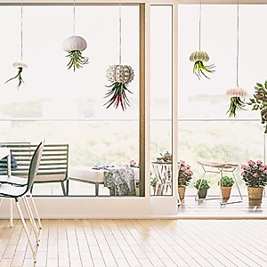 5 Pack Mini Sea Urchin Shell Air Plant Holders- 5 Styles Decorative Hanging Air Plant Pot Cute Tillandsia Succulent Display Container with Ropes for Home Garden Beach Theme Party Decors (No Plants)