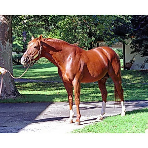 CafePress Secretariat Big Red Throw Blanket Super Soft Fleece Plush Throw Blanket, 60"x50"