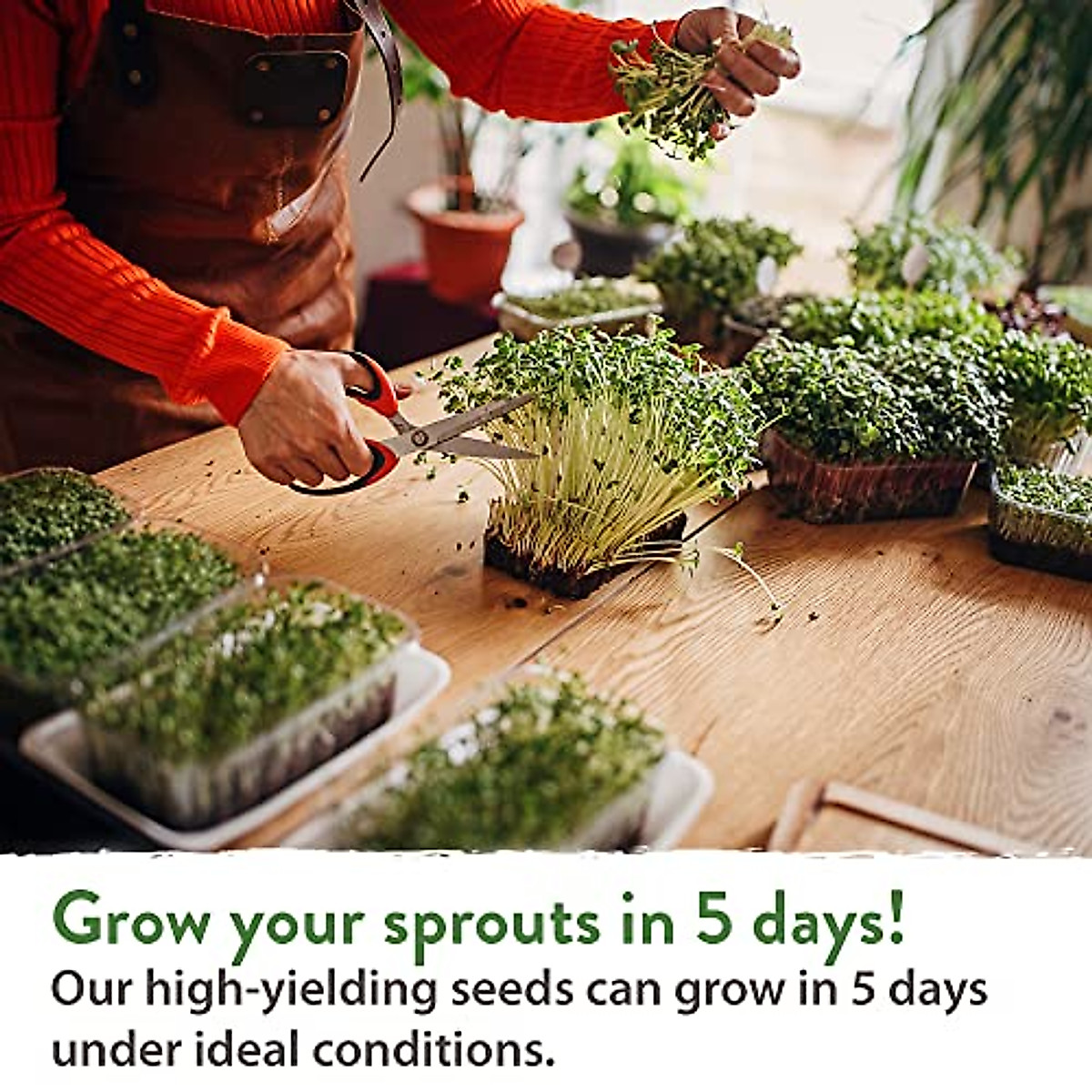 Alfalfa Sprout Seeds for Sprouting and Microgreens (16oz) Premium USA Alfalfa Seeds Indoor or Outdoor Planting Sprouts | Non-GMO | Micro Greens Seed in Resealable Bag