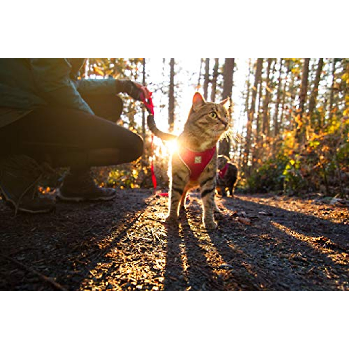 RC Pet Products Adventure Kitty Harness, Cat Walking Harness, Medium, Teal (53804015)