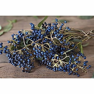 1112B-Sapphire Berry (Symplocos paniculata) Seeds by Robsrareandgiantseeds UPC0764425787099 Non-GMO,Organic,USA Grower, Bonsai, 1112-B Package of 25 Seeds