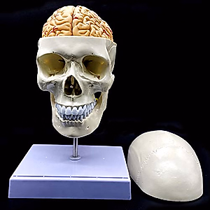 Human Skull with Brain and Cervical Vertebra Anatomical Model Life-Size Anatomy for Science Classroom Study Display Teaching Model