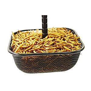 Mealworms Bird Feeder | 5 x 5 inch Powder Coated Mesh Bowl with Adjustable Stainless Steel Roof