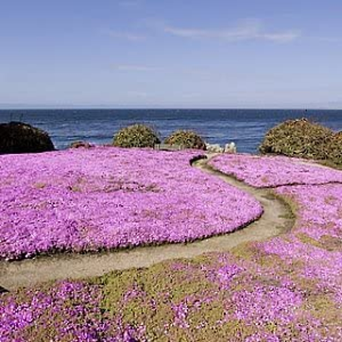 2000+ Creeping Thyme Seeds for Planting Thymus Serpyllum - Heirloom Ground Cover Plants Easy to Plant and Grow - Open Pollinated