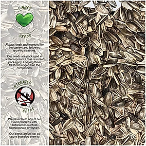 Seed Needs, Dwarf Sunspot Sunflower Seeds for Planting (Helianthus annuus) Heirloom & Open Pollinated - Grows 2 Feet Tall (2 Packs)