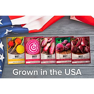 Beet Seeds for Planting Home Garden - 5 Variety Pack Detroit Dark Red, Golden Detroit, Early Wonder, Cylindria and Chioggia Great for Spring, Summer, Fall, Heirloom Veggie Seeds by Gardeners Basics
