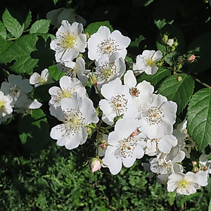 Rosa Multiflora Seeds Multiflora Rose, Baby Rose Fragrant Edible Fruit Culinary Uses Garden Borders Outdoor 20Pcs Flower Seeds by YEGAOL Garden