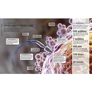 The Pregnancy Encyclopedia: All Your Questions Answered