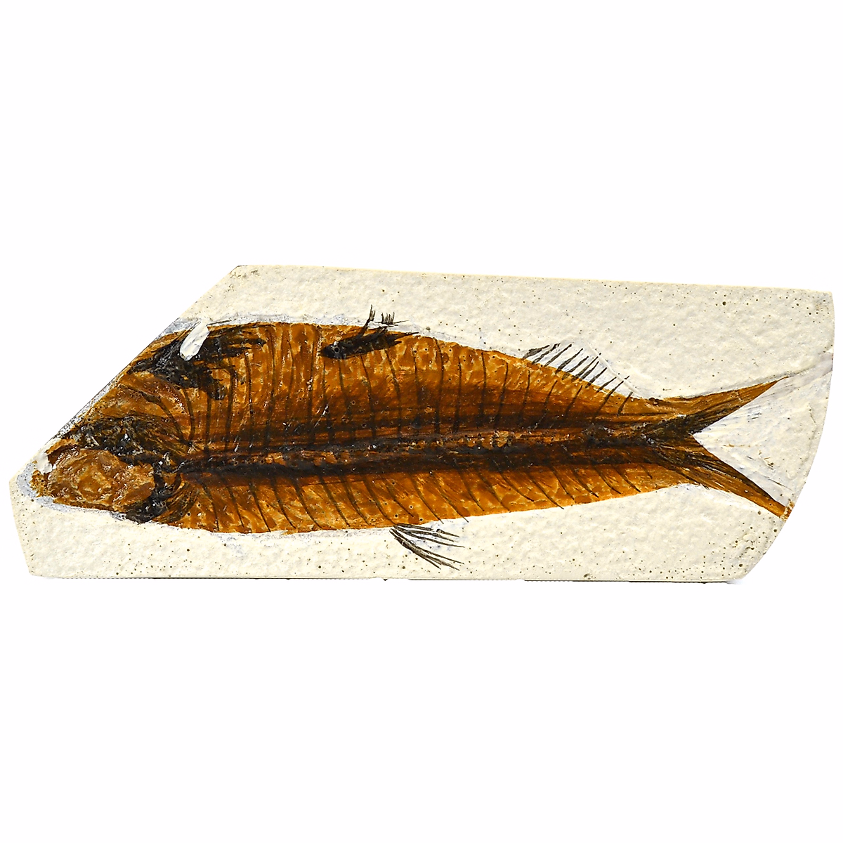 EISCO 4x10cm Fish Fossil Replica, Mesozoic
