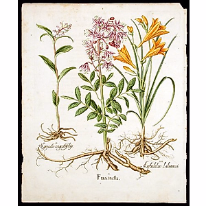 Fraxinella; [Wild orchid] Epipactis angustifoliis; [Yellow daylily] Asphodelus Liliaceus