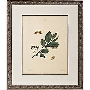 Phalora Opercularius; Plate 53