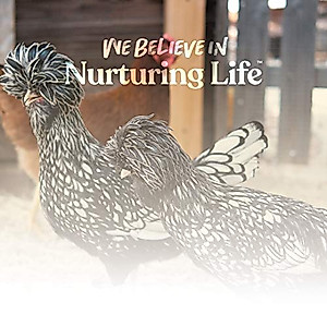 Manna Pro All Flock Crumbles | 16% Protein Level | Complete Feed for Chickens, Ducks, Geese, Turkeys and Gamebirds | Probiotics to Support Digestion | Crumbled Form for Easy Feeding | 25 Pounds