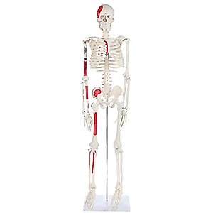 Anatomy Lab Half Life Size Painted and Numbered Human Skeleton Model, 35" Anatomical Replica with Muscle Insertion and Origin Points, Removable Skull Cap & Jaw, Durable Stand for Display and Study
