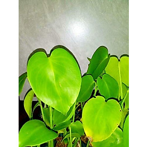 5 Pack Monstera Delicious 'Swiss Cheese Plant' Live Plants Easy to Grow Edible Fruits Tropical Indoor or Outdoor