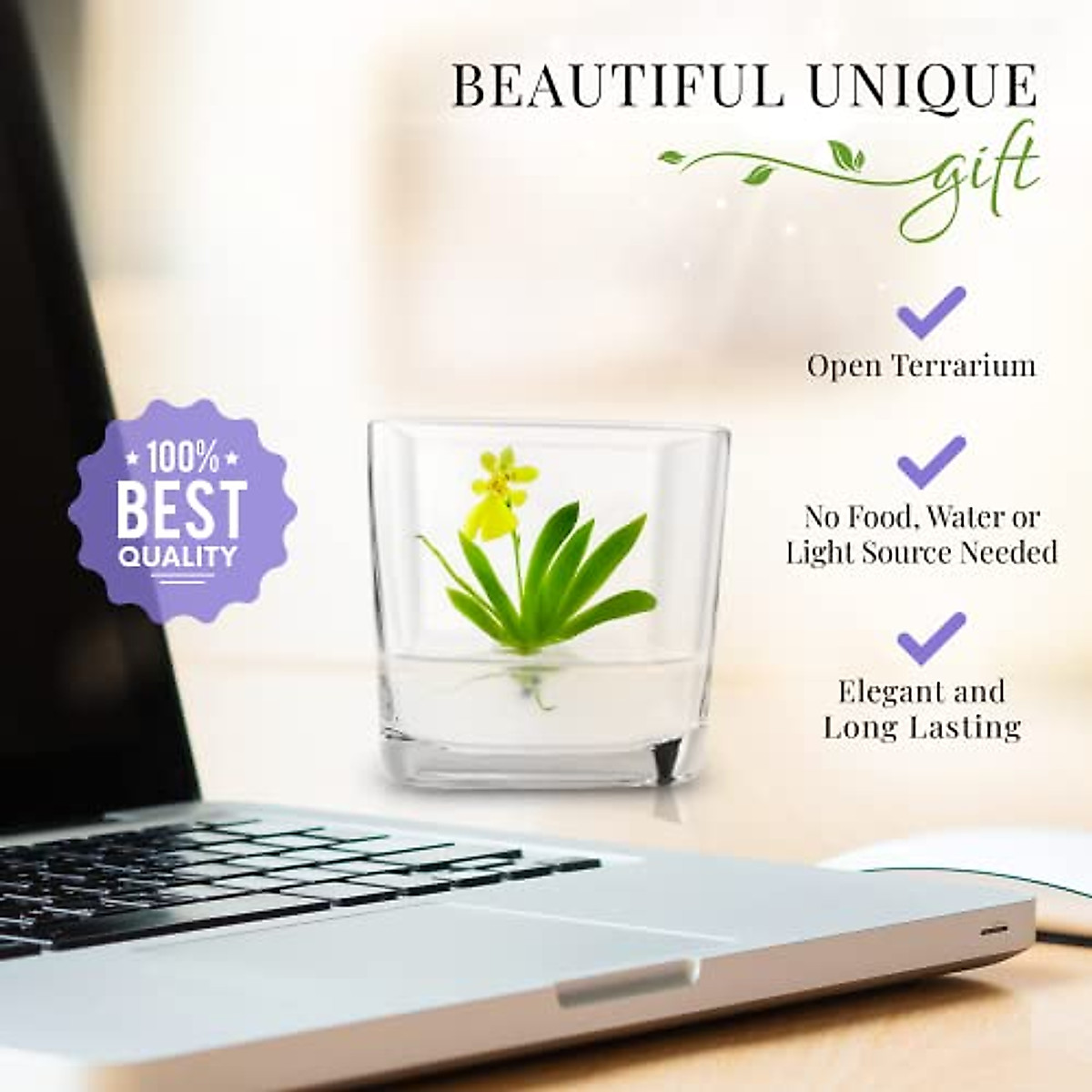 BLOOMIFY Miniature Orchid Terrarium, Open Pot Design, Maintenance Free, 3" Glass Votive