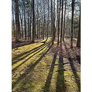 Living Mixed Moss Perfect for terrariums, Bonsai and kokedamas 9"x12" Sheet