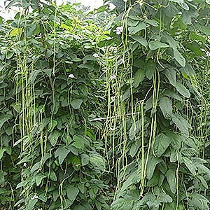 MOCCUROD 30+ Yard Long Bean Seeds Asian Vegetable Long Bean String Beans Productive USA