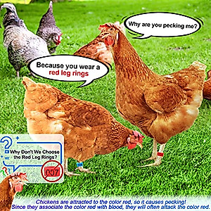 Keedolla 100Pcs 16mm Chicken Leg Rings 5 Colors Numbered Chicken Identification Leg Bands, Poultry Leg Bands Chicken Foot Rings for Ducks Chicks Bantam Guinea Pigeons Goose Gamefowl - Medium