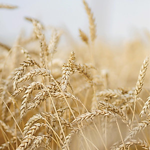 Rausch Egg Oil Nutrient Shampoo 200 ml - For Dry Hair Structure - Scalp Treatment - Soothes & Regulates - German Personal Care