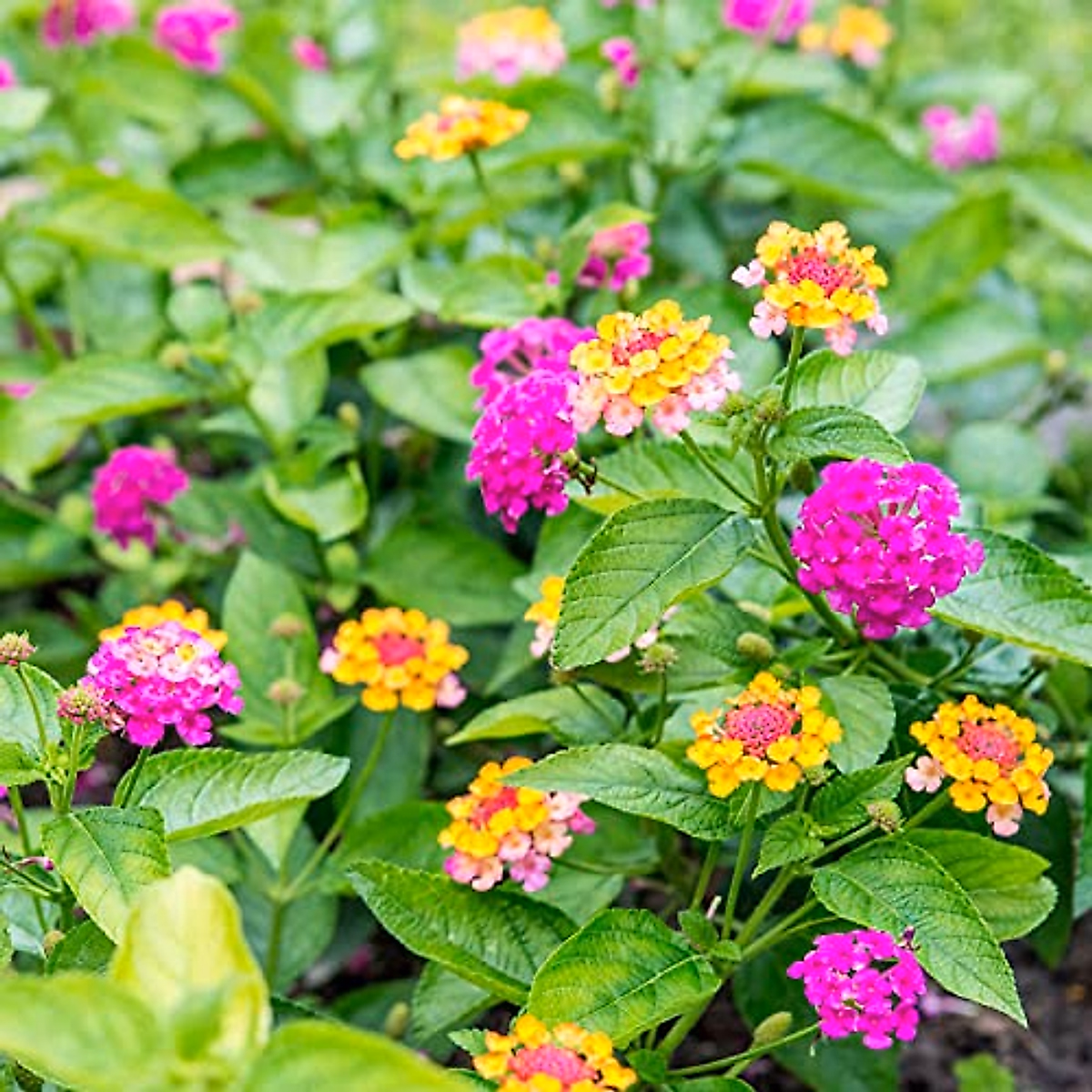 100 Pcs Mix Lantana Flower Seeds Lantana Camara Seeds for Planting Home Garden Non-GMO