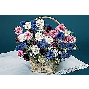 Burpee Tall Double Mixed Colors Cornflower Seeds 250 seeds