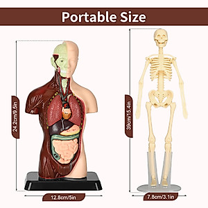 KlayBear 9.6 Inch Human Anatomy Model for Kids - 8 Pc Removable Parts Torso & Skeleton - Educational Organ Model for STEM Learning, Ages 3+