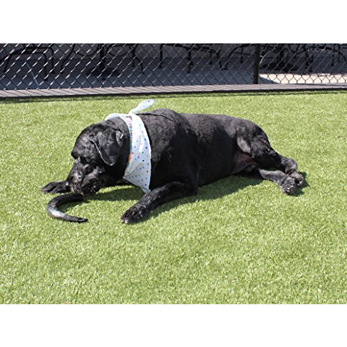 Outback Jack Water Buffalo Bully Horns 100% Natural Dog Treats, Small