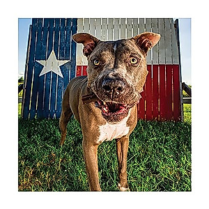 Get Naked Dental Sticks Grain-Free Chicken Flavor Dog Treats, Calming Health Small 6.2-oz Bag